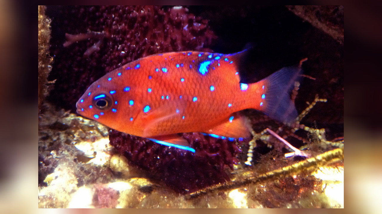 Hypsypops rubicundus Garibaldi damselfish