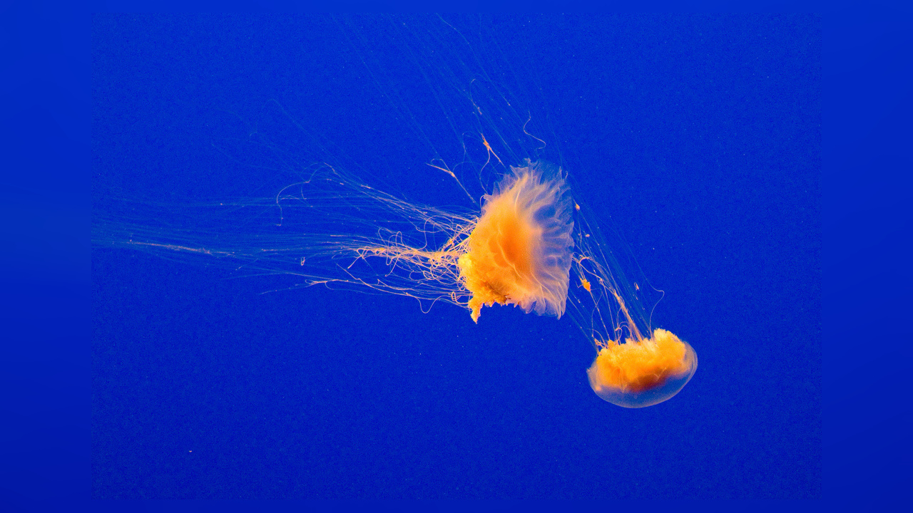 Cyanea capillata Lion´s mane jellyfish