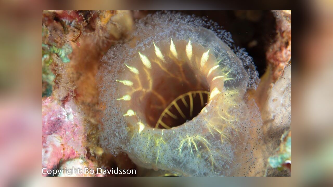 Ascidia sp. 02 Ascidia sp.