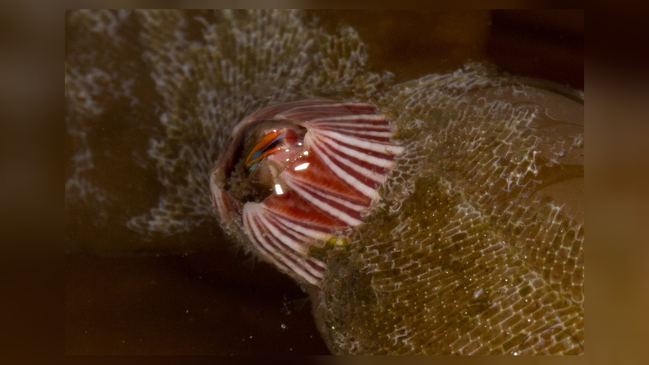 Megabalanus californicus Seepocke