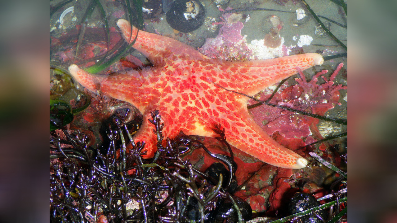 Dermasterias imbricata Leder Seestern