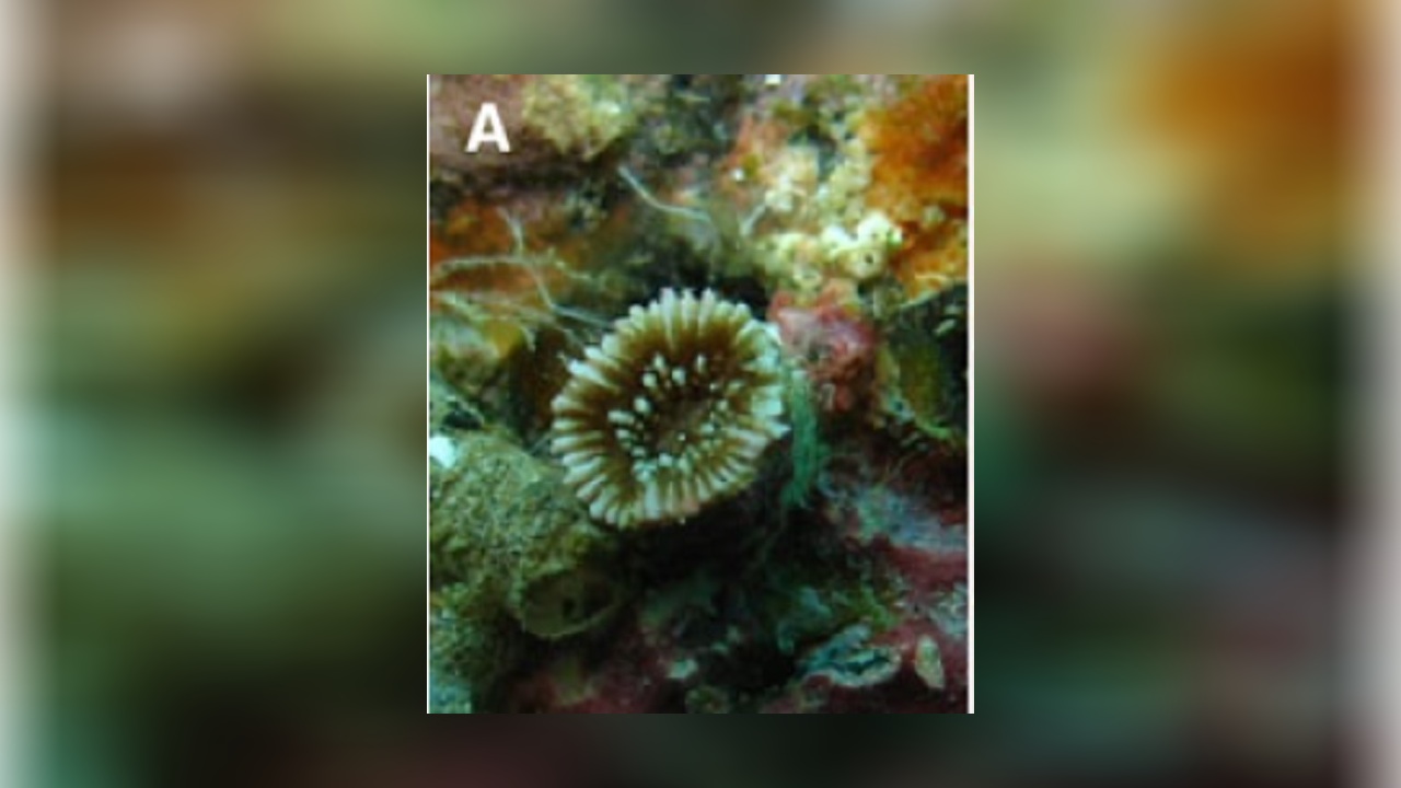 Polycyathus atlanticus Steinkoralle