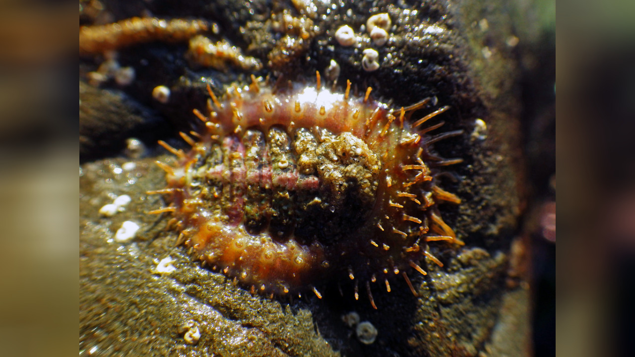 Placiphorella velata Veiled Chiton
