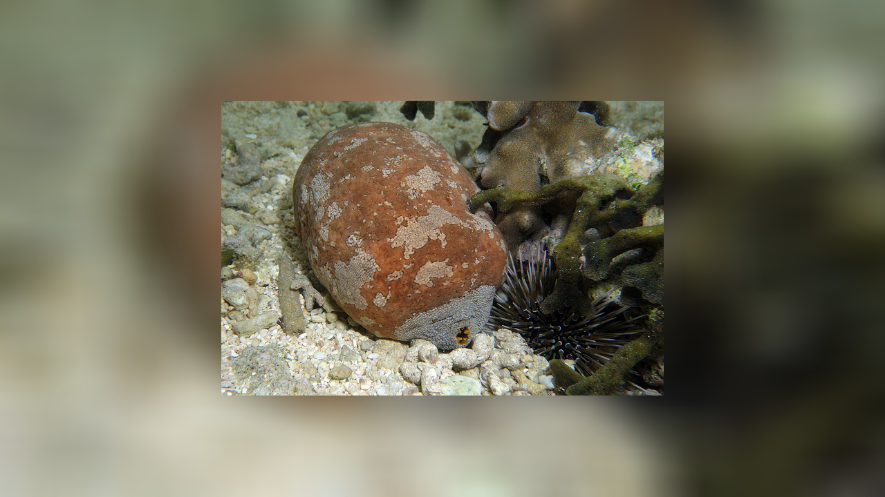 Actinopyga lecanora Seegurke