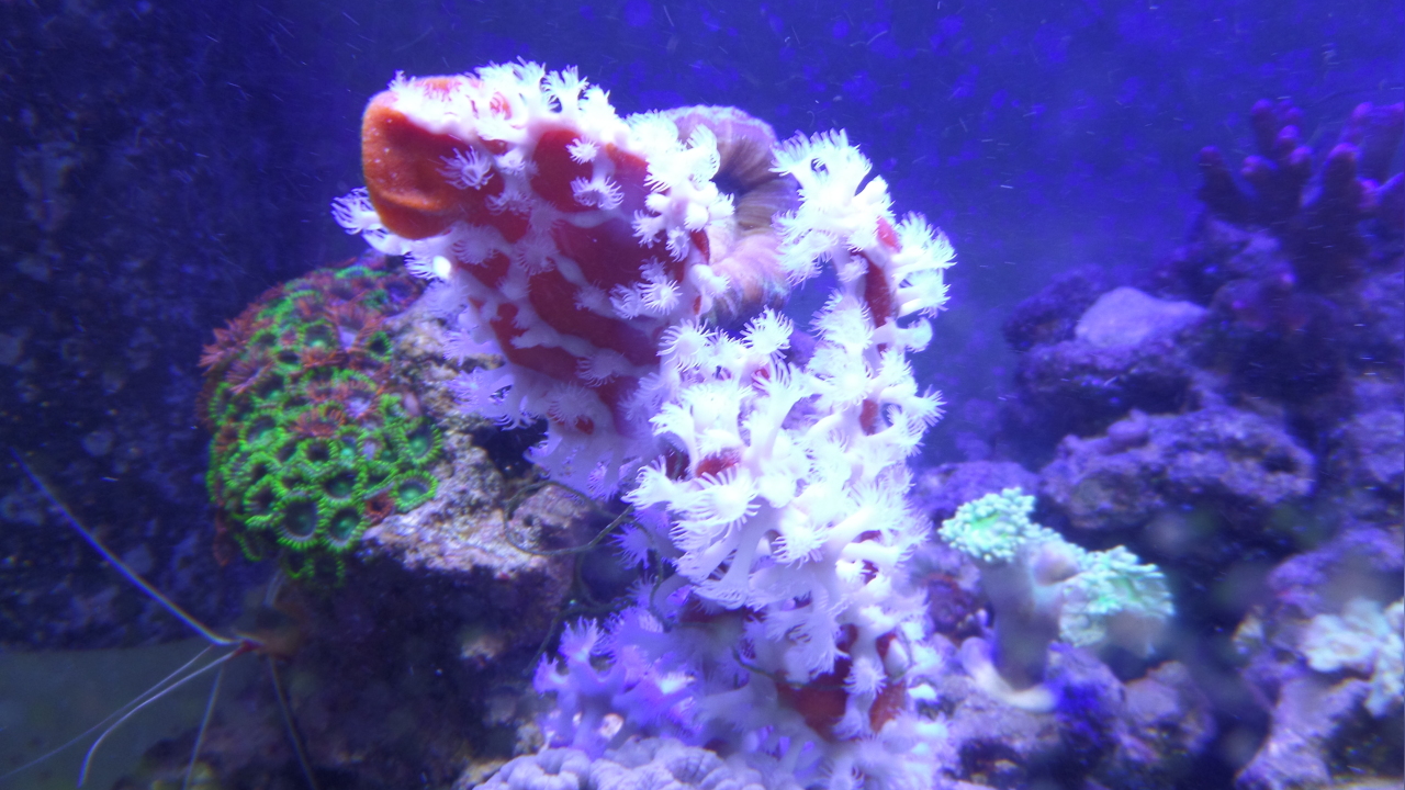 Trikentrion flabelliforme White Lined Sponge, Australian Spider Sponge ...