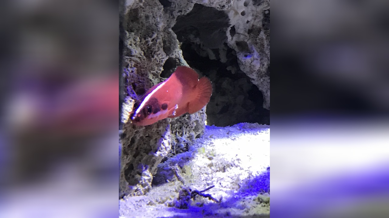 Suttonia suttoni Soapfish