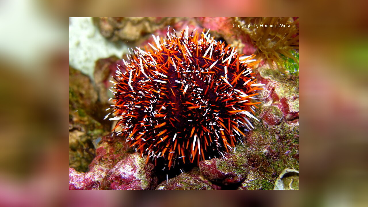 Tripneustes gratilla Pfaffenhut-Seeigel