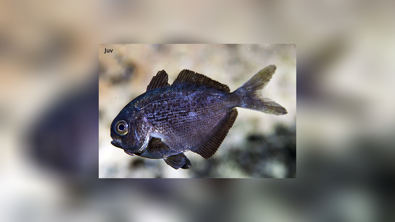 Psenes cyanophrys Freckled driftfish