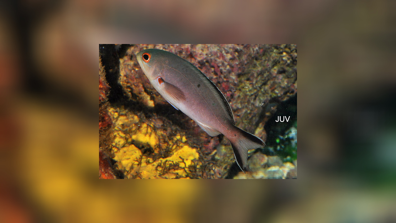 Paranthias furcifer Creole-fish