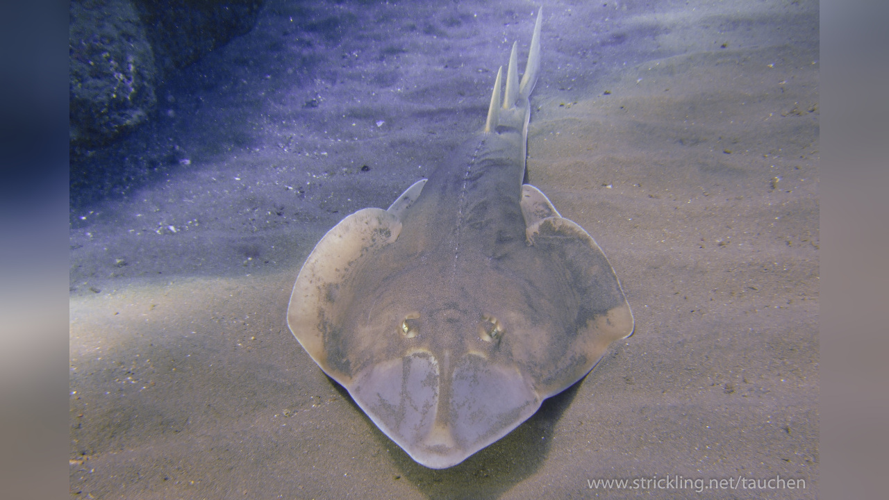 Rhinobatos rhinobatos Common guitarfish