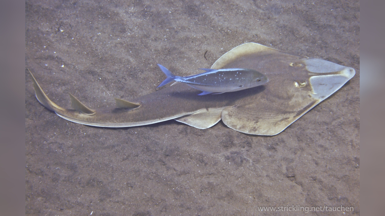 Rhinobatos rhinobatos Common guitarfish