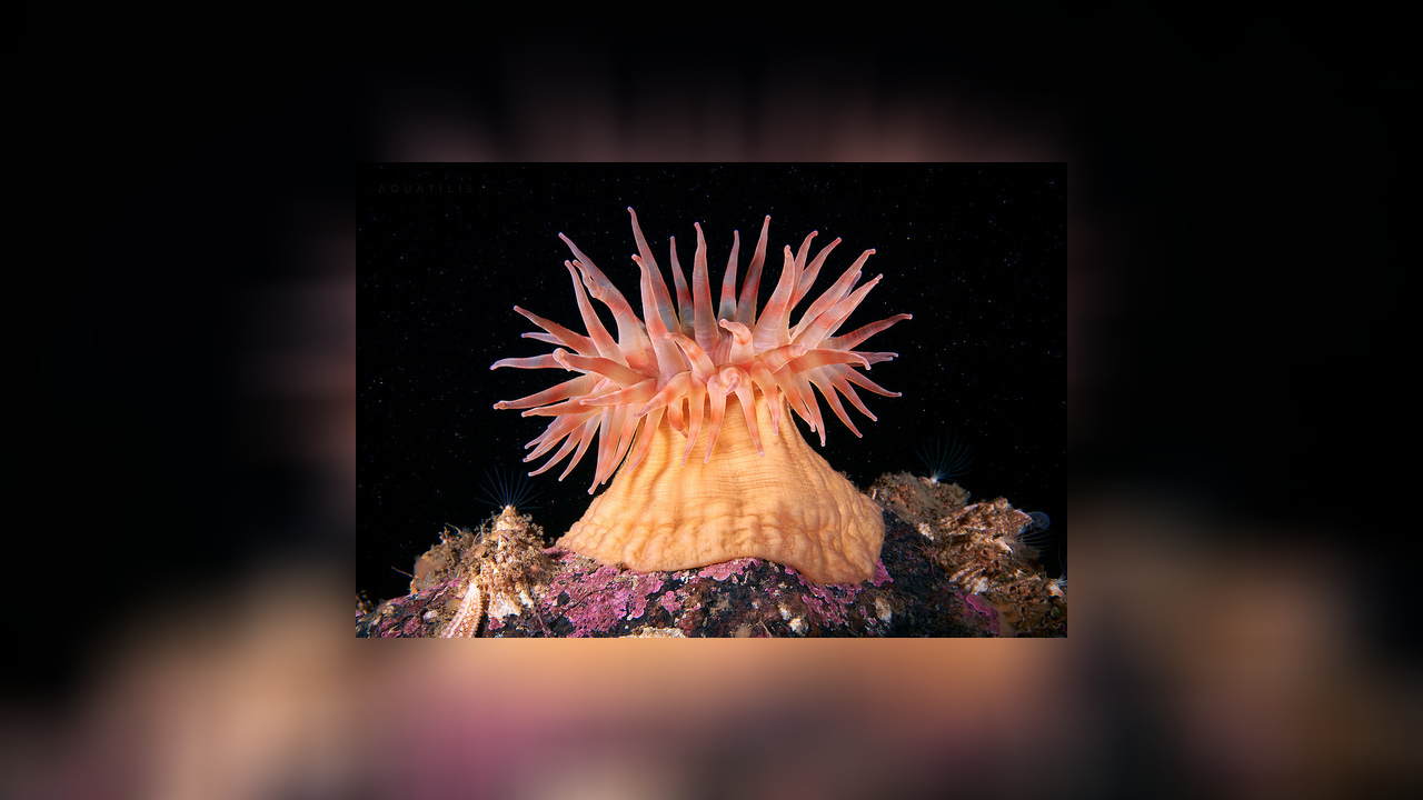 Stomphia coccinea Swimming anemone, spotted swimming anemone