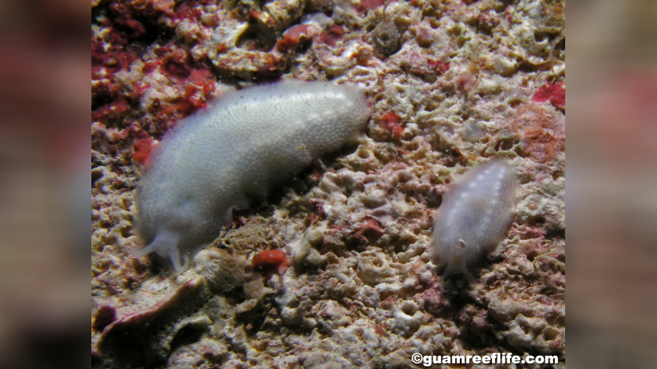 Titiscania limacina sea snail