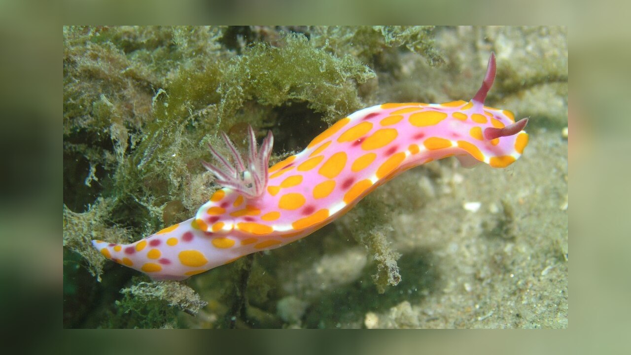 Ceratosoma amoenum Clown Nudibranch, Bright Orange And Pink Slug
