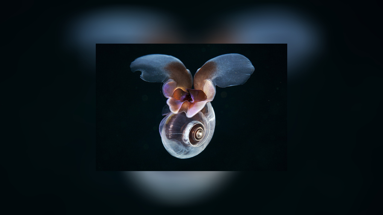 Limacina helicina Helicid pteropod