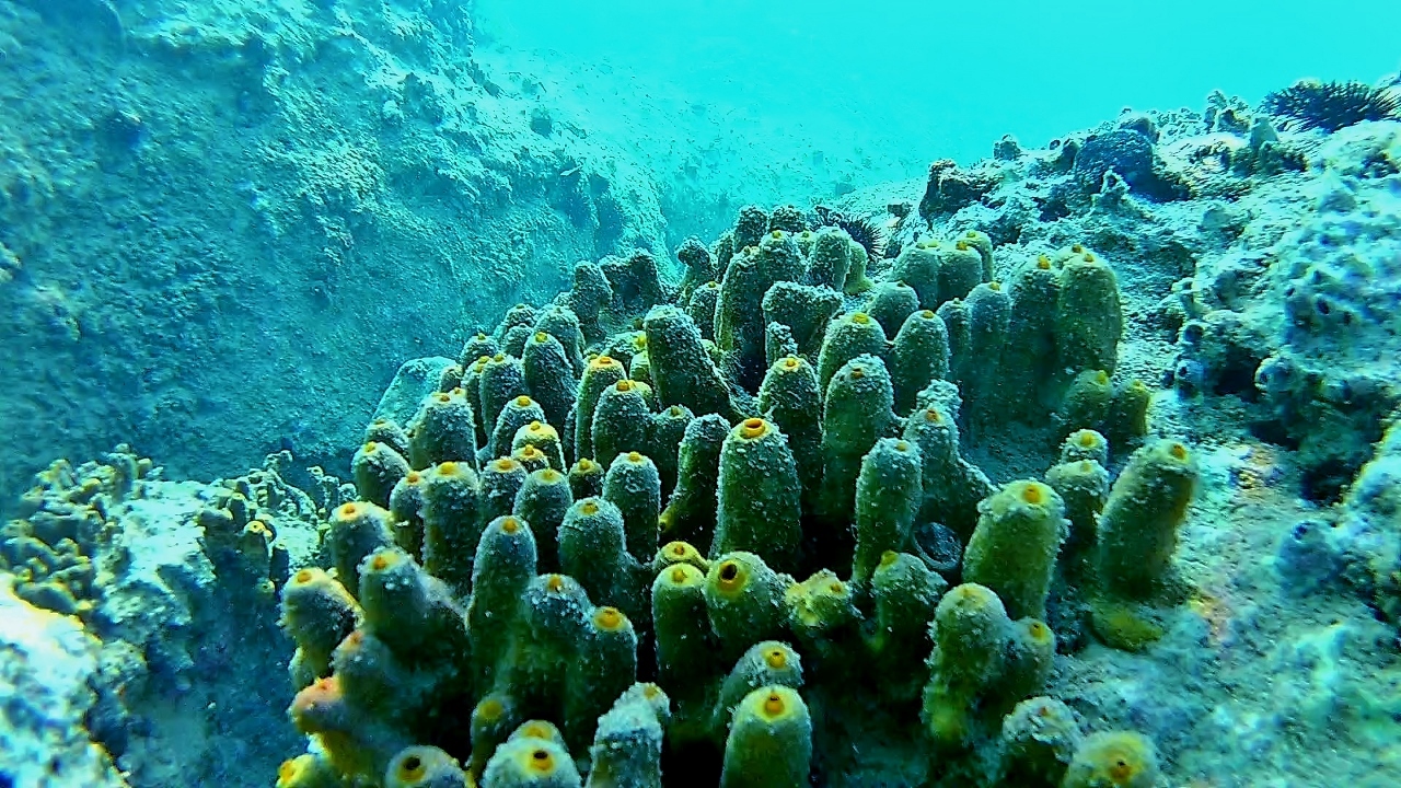 Aplysina aerophoba Yellow Tube Sponge, Aureate Sponge