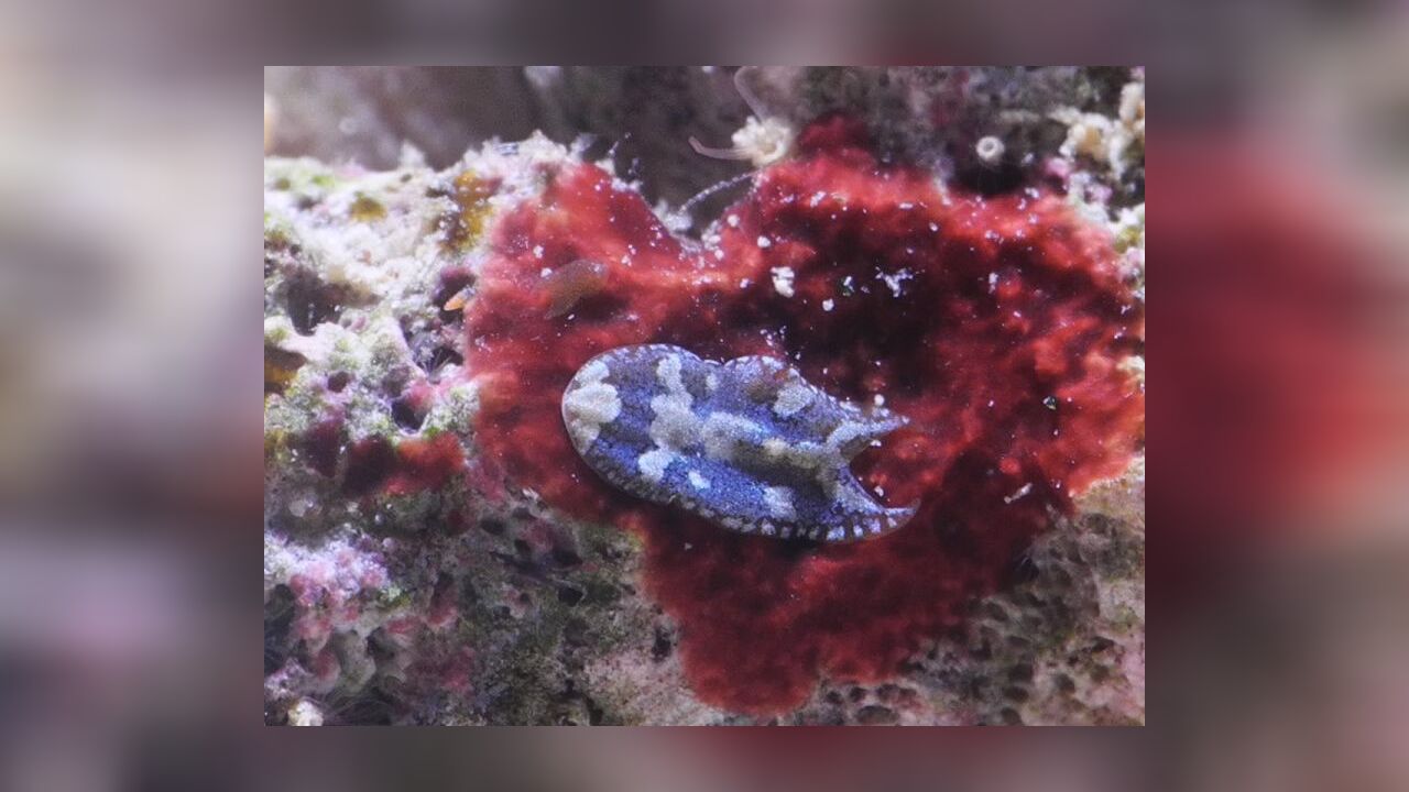 Amphiscolops sp.06 Acoel flatworm