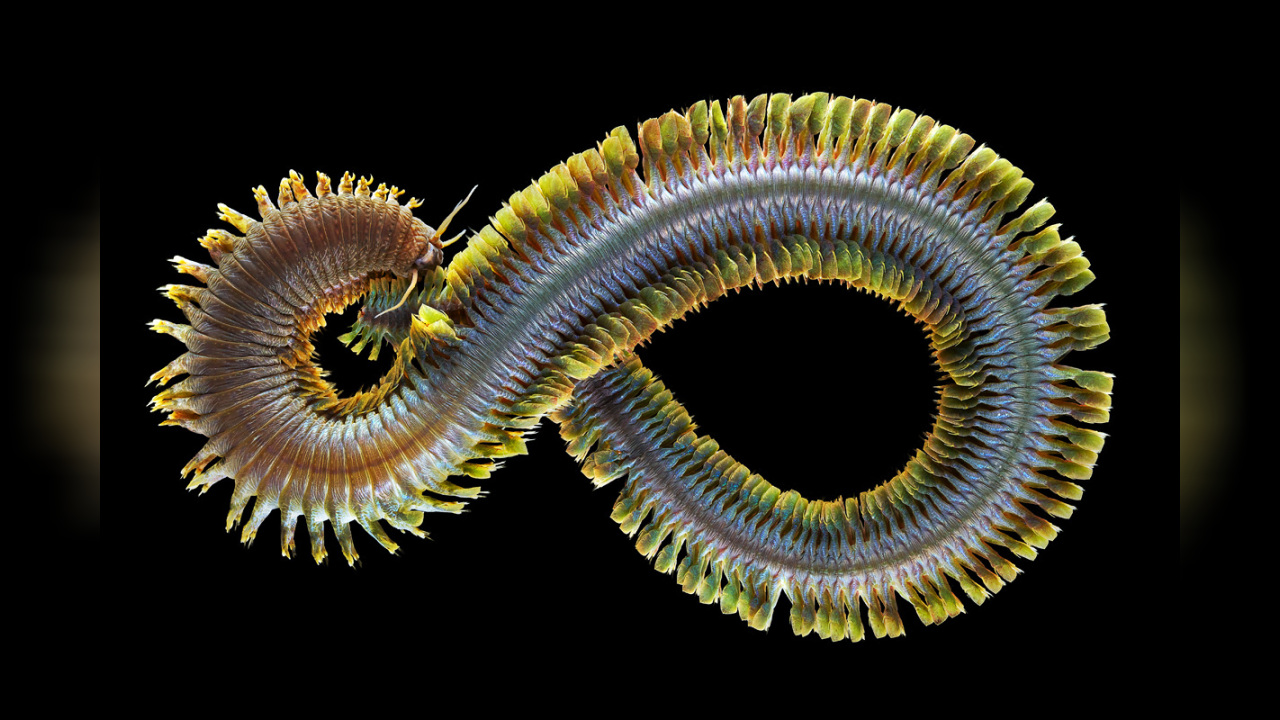 Alitta virens sandworm,king ragworm