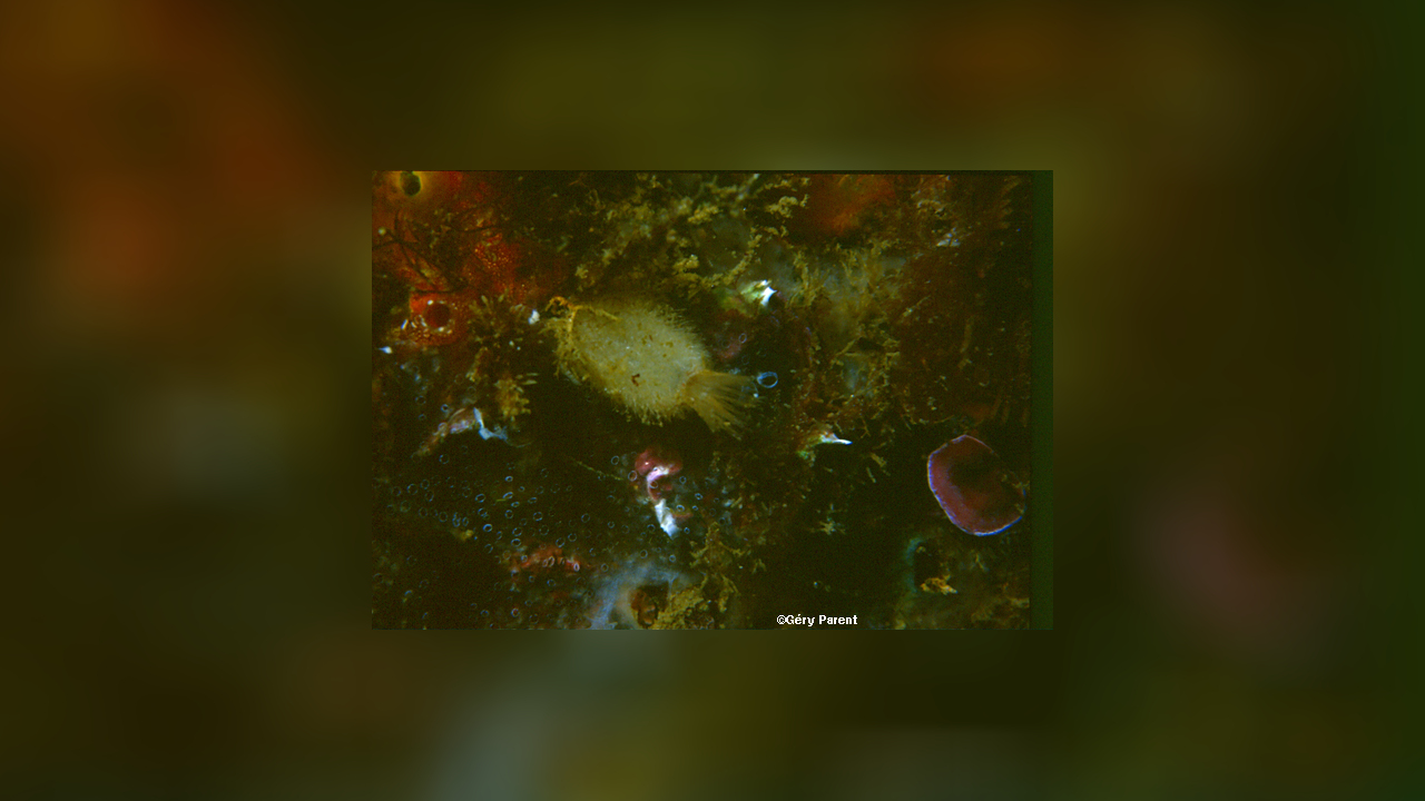 Sycon raphanus Kronenkalkschwamm