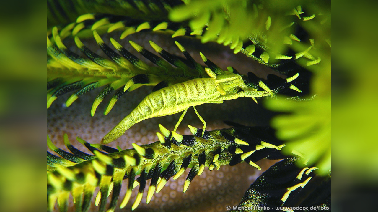 Laomenes amboinensis Ambon Crinoid Shrimp