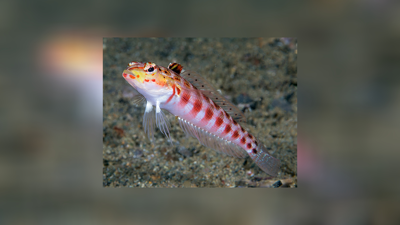 Parapercis schauinslandii Redspotted sandperch