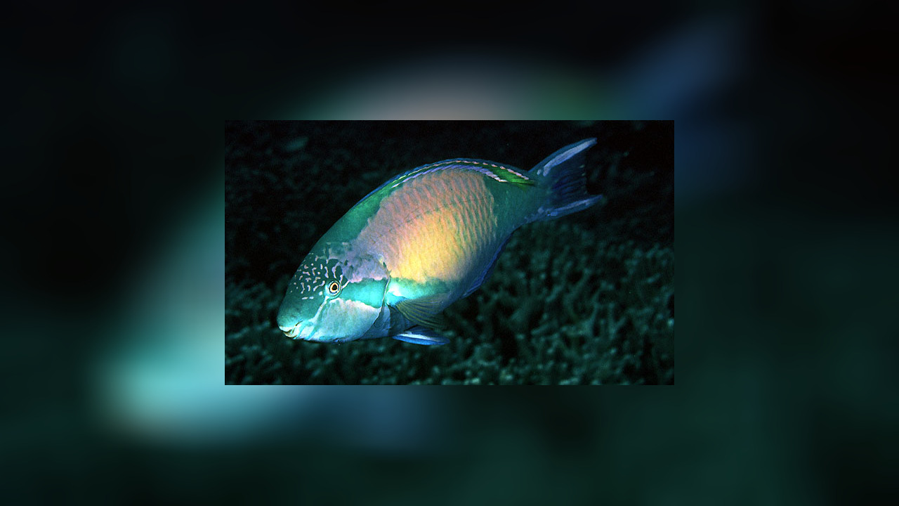 Scarus hypselopterus Yellow-tail Parrotfish, East Indies Parrotfish