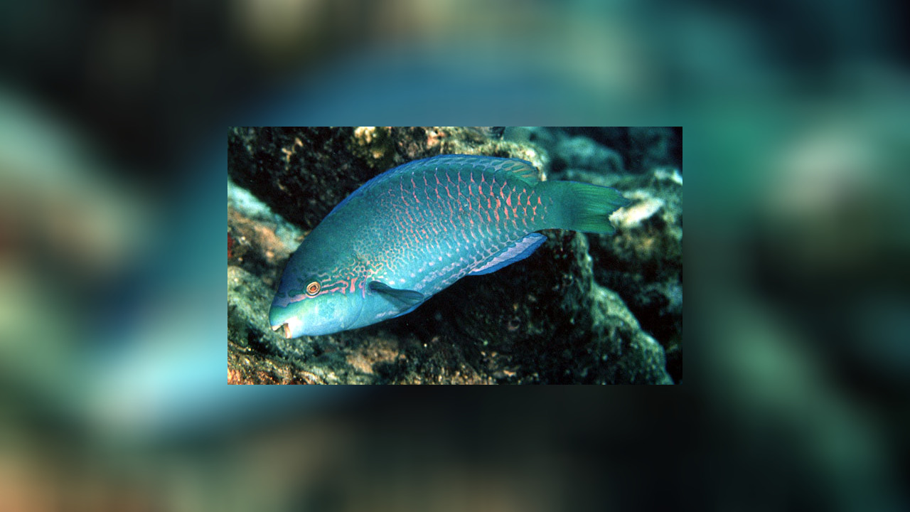 Scarus globiceps Globehead Parrotfish, Speckled Parrotfish, Violet ...