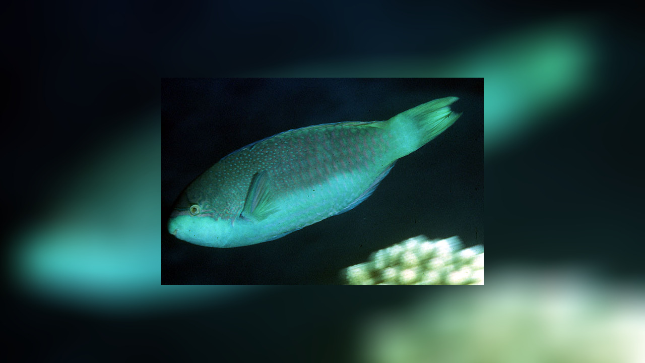 Scarus globiceps Globehead Parrotfish, Speckled Parrotfish, Violet ...