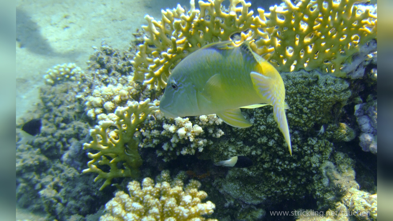 Parupeneus cyclostomus Goldsaddle Goatfish -Yellowsaddle Goatfish, Blue ...