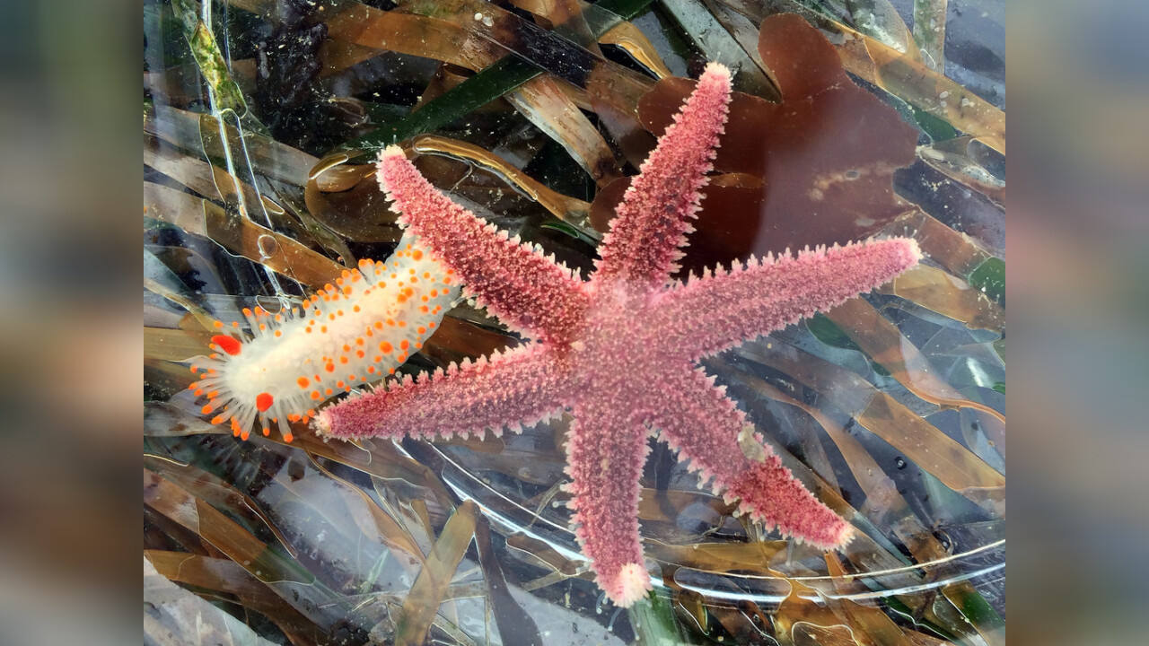 Leptasterias hexactis six-rayed Star