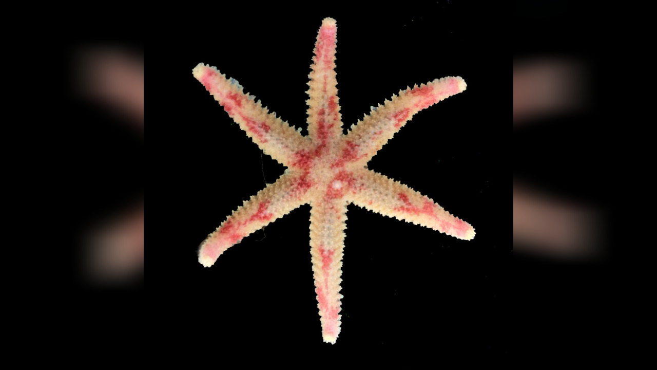 Leptasterias hexactis six-rayed Star