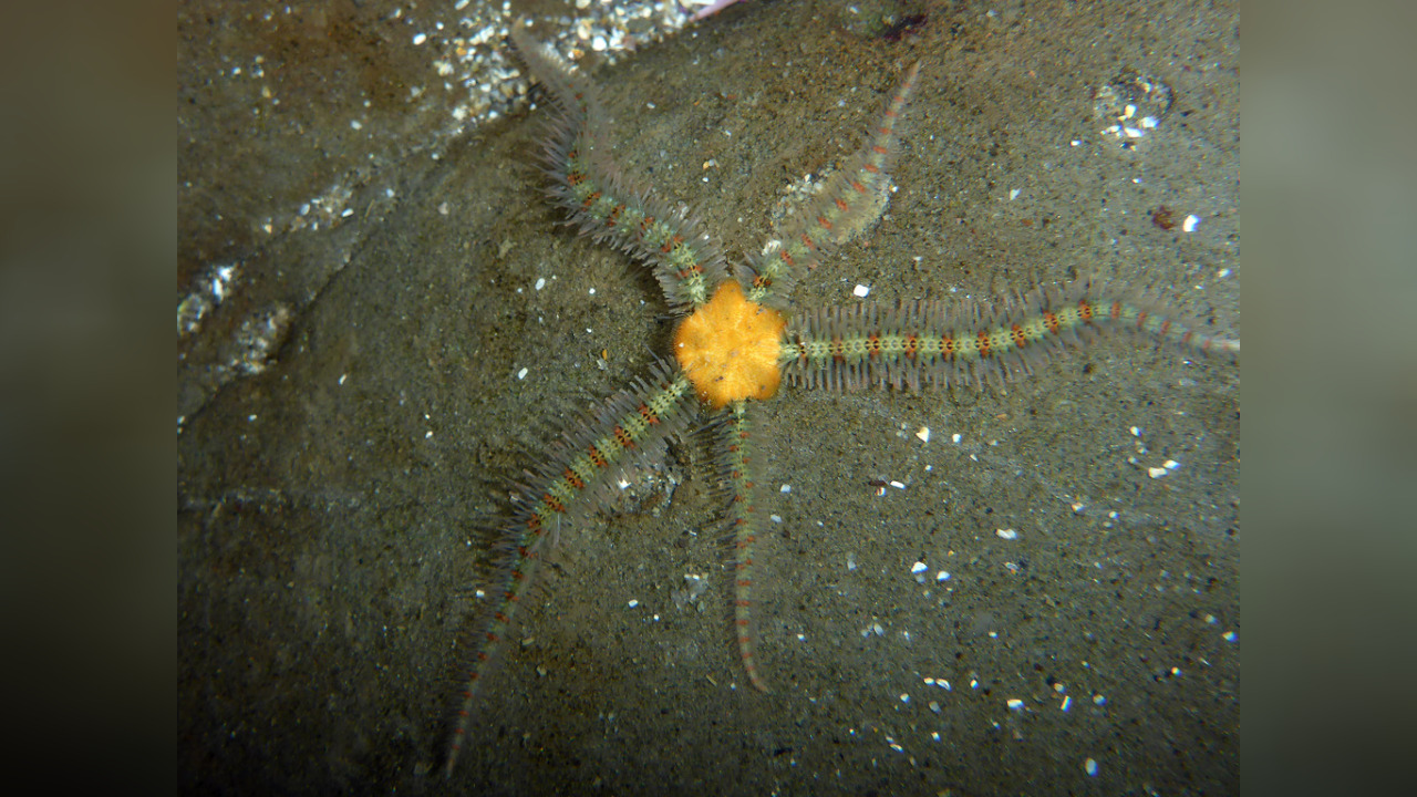 Ophiothrix (Ophiothrix) spiculata Western Spiny Brittle Star
