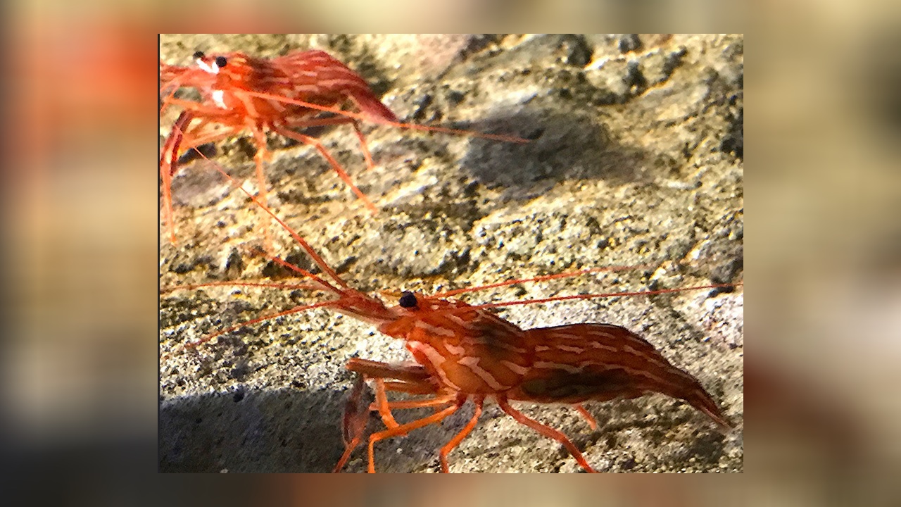 Lysmata californica Red rock shrimp