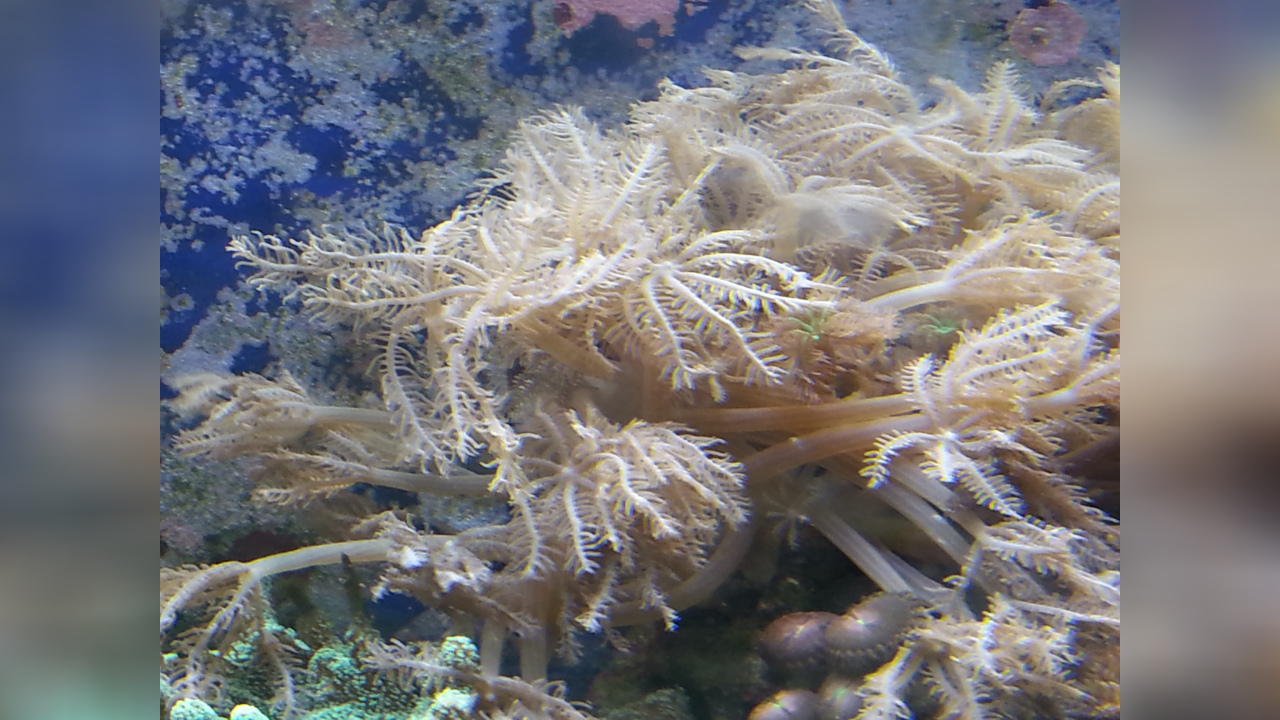 Anthelia sp. 02 Straussenkoralle