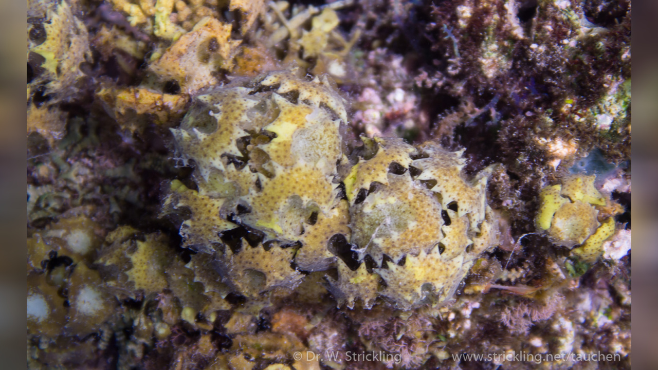 Turbinaria ornata Turbinweed Algae