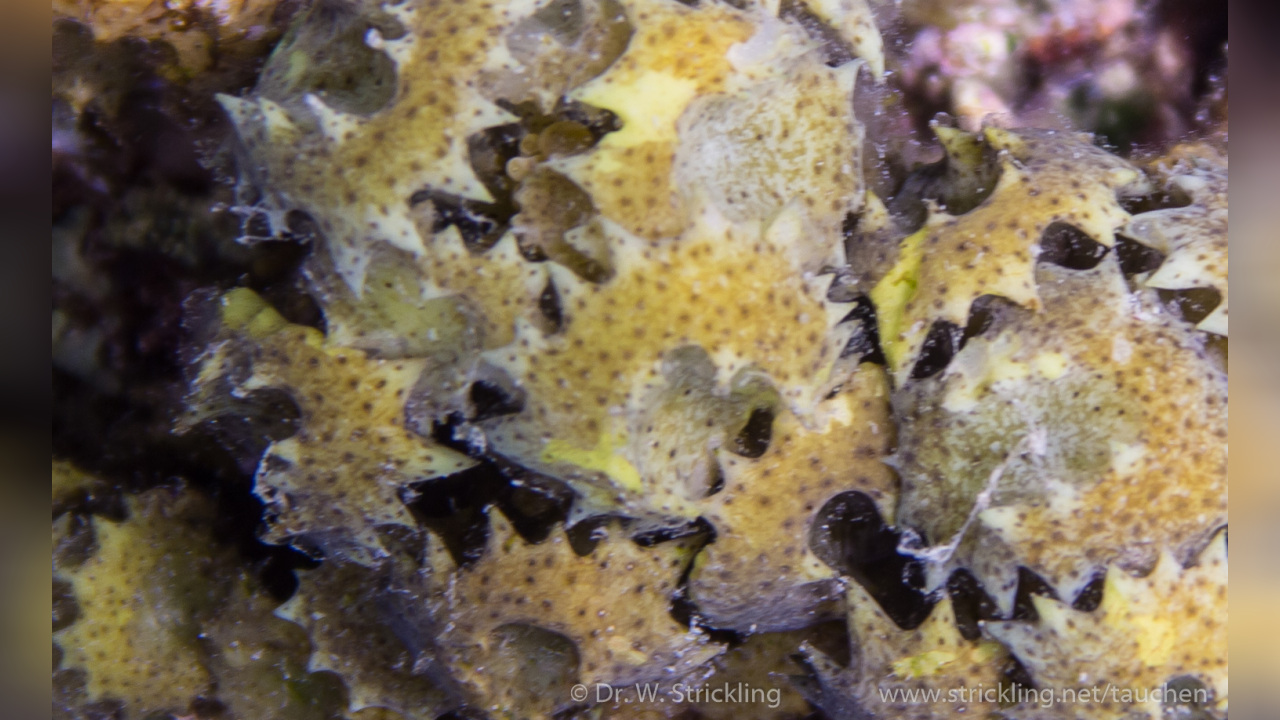 Turbinaria ornata Braunalge