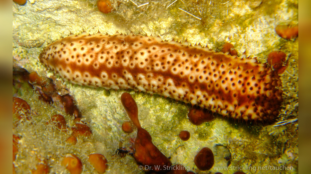 Holothuria (Panningothuria) forskali Black sea cucumber