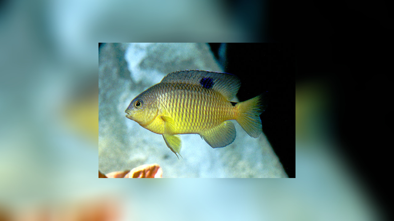 Stegastes variabilis cocoa damselfish