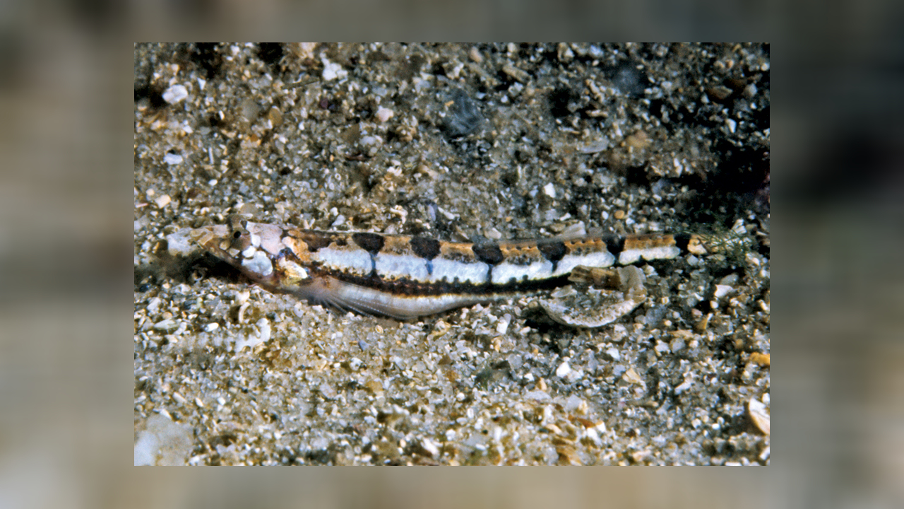 Limnichthys fasciatus Barred sand burrower