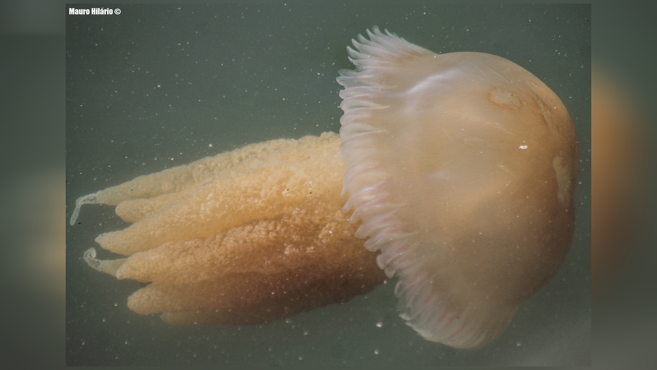 Catostylus tagi Atlantische Wurzelmundqualle