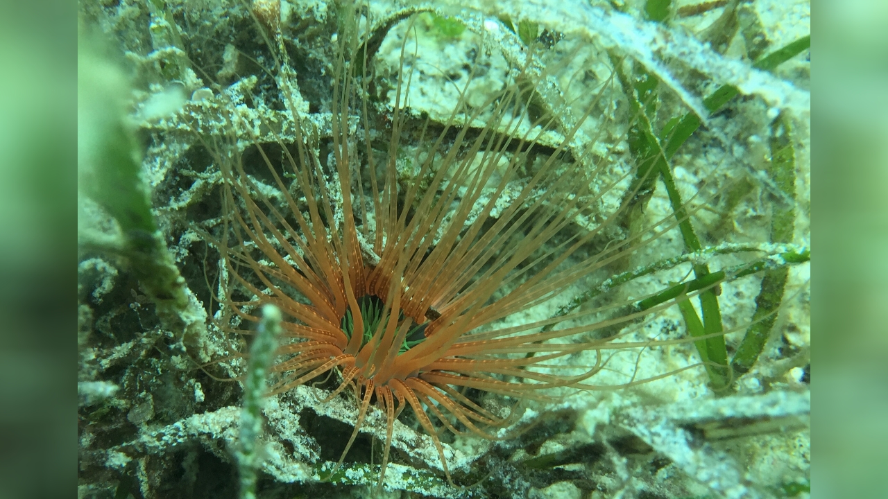 Cerianthus filiformis Tube Anemone, Large Tube Anemone
