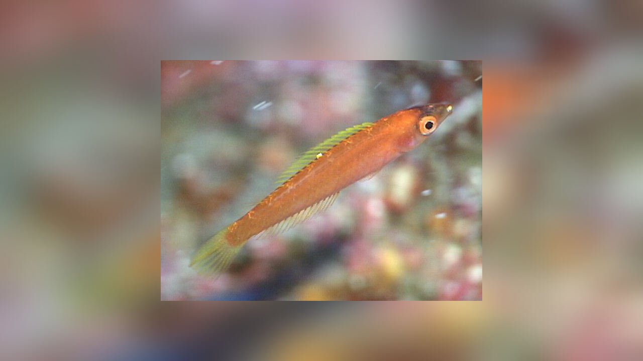 Pseudojuloides mesostigma Sidespot wrasse