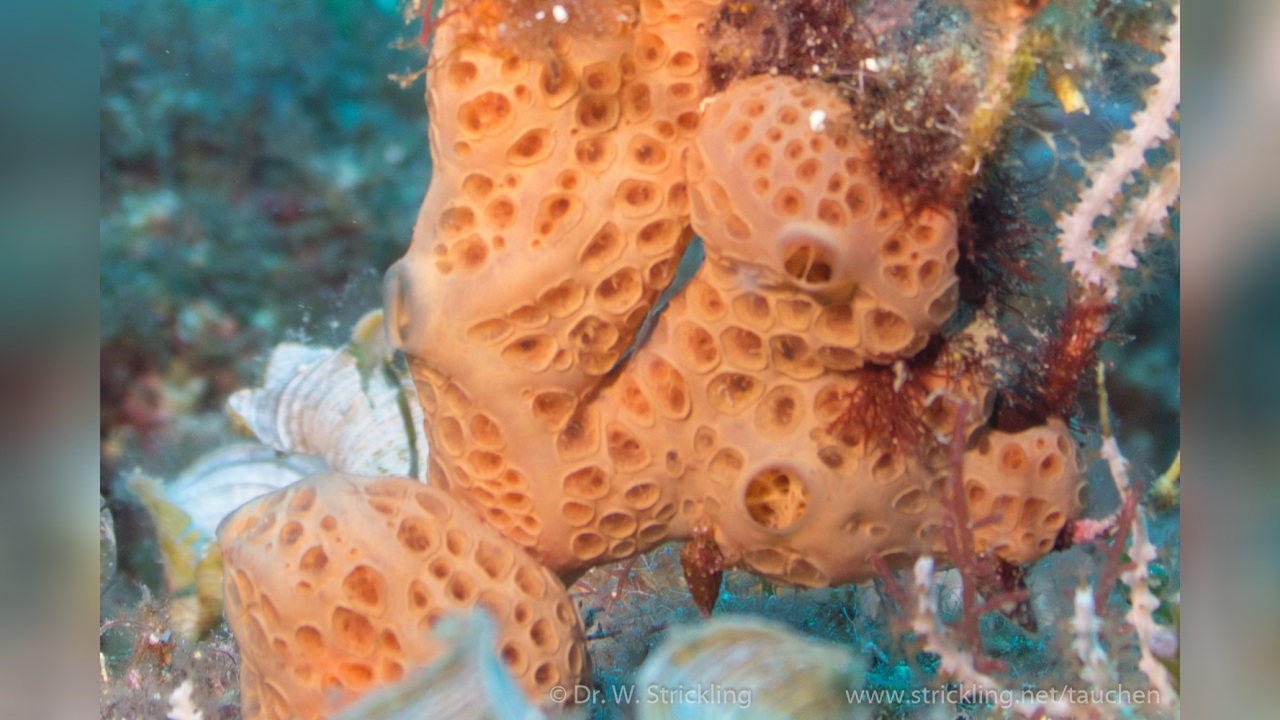 Hemimycale columella Kraterschwamm