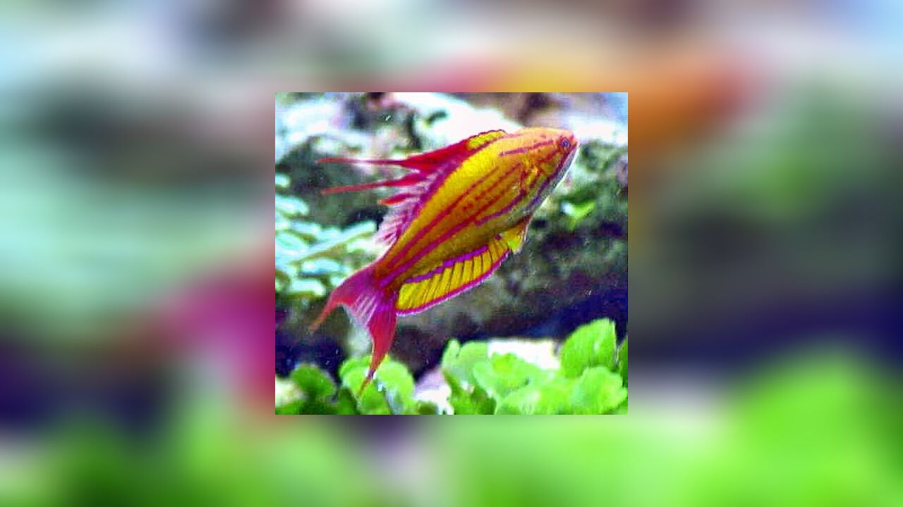 Paracheilinus filamentosus Filamented flasher, Filament-fin wrasse ...