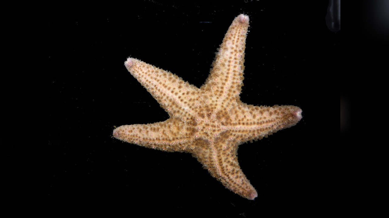 Pisaster brevispinus Giant Pink Sea Star