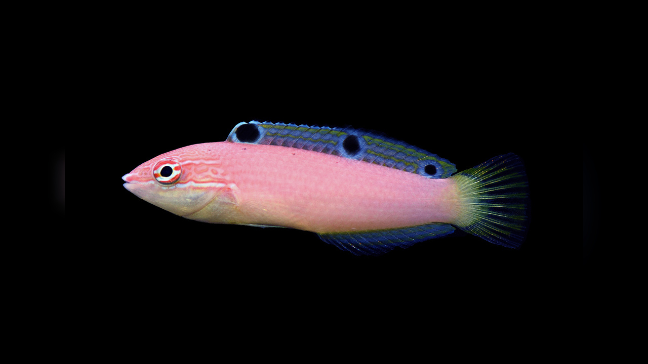Halichoeres pallidus Babi wrasse, Pale wrasse
