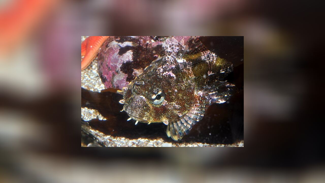 Hemilepidotus hemilepidotus Red Irish Lord, Bullhead