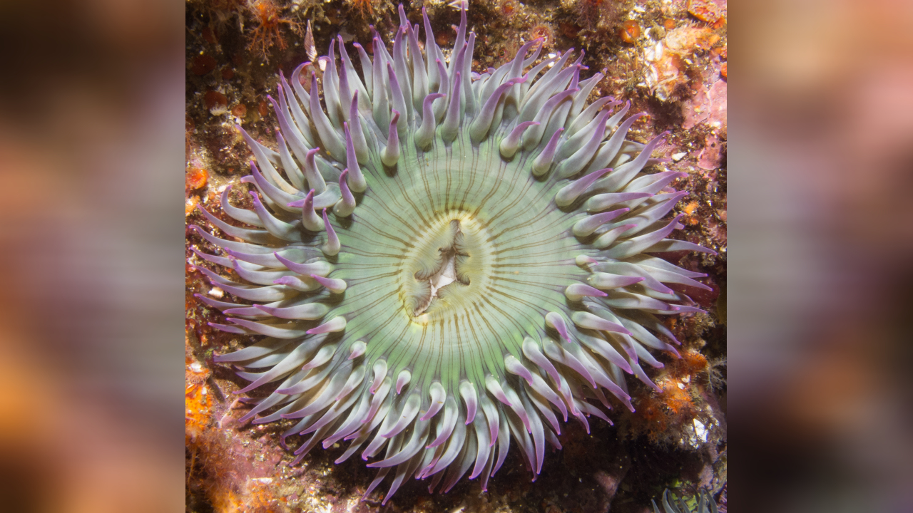 Anthopleura elegantissima Aggregating anemone, clonal anemone