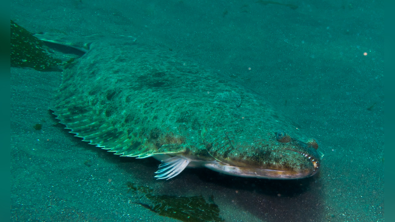 Paralichthys californicus California flounder, Fine Flounder