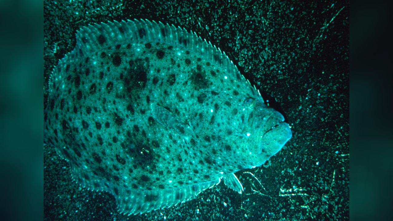 Paralichthys californicus California flounder, Fine Flounder